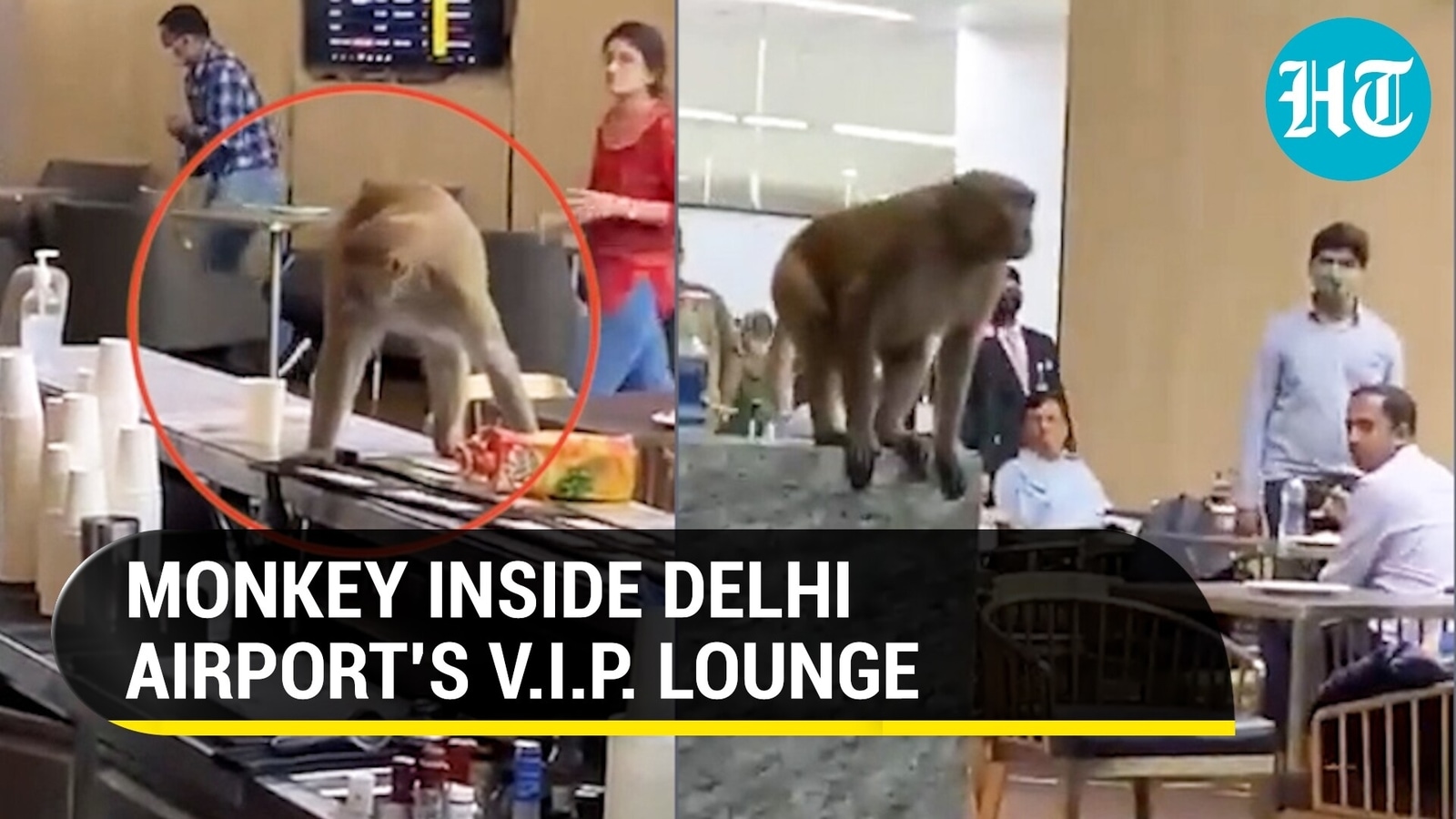 Watch: Monkey inside Delhi airport, drinks juice & eats food at bar ...
