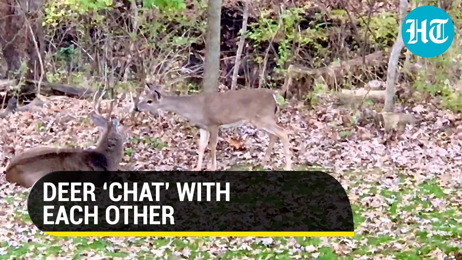 Watch this sweet video of two deer ‘chatting’ with each other ...
