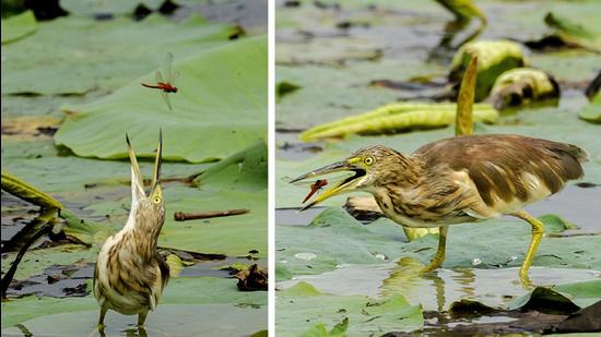 Wildbuzz | How birds figure out things | Hindustan Times