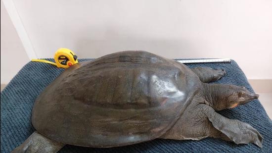 Critically endangered turtle rescued from drain in Mumbai | Mumbai news ...