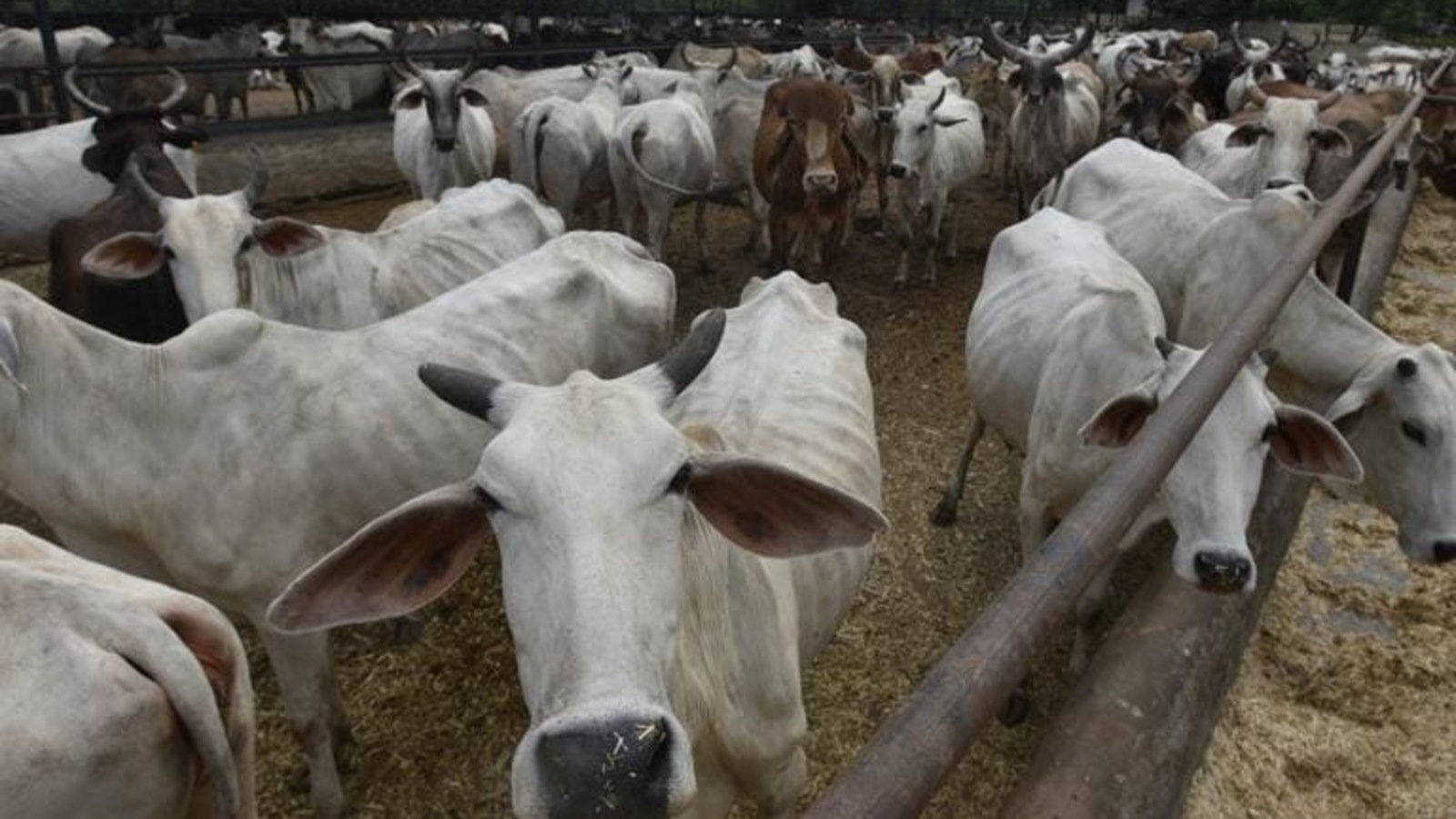 What does SAS tell us about India’s animal farms? | Latest News India