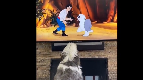 Watch doggo's hilarious reaction on seeing itself on TV | Trending