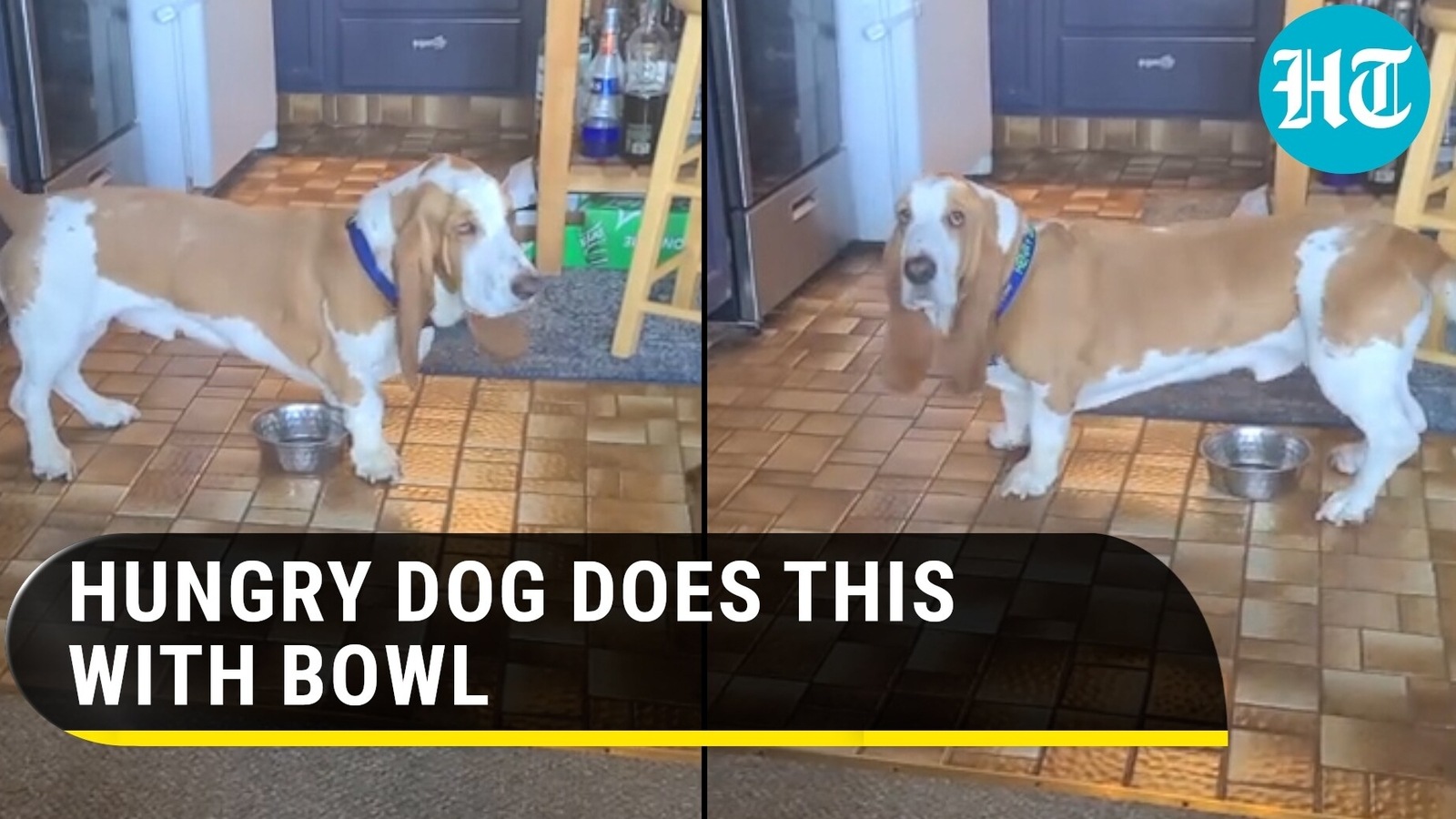 Dog does this to let human know it is hungry. Watch | Hindustan Times