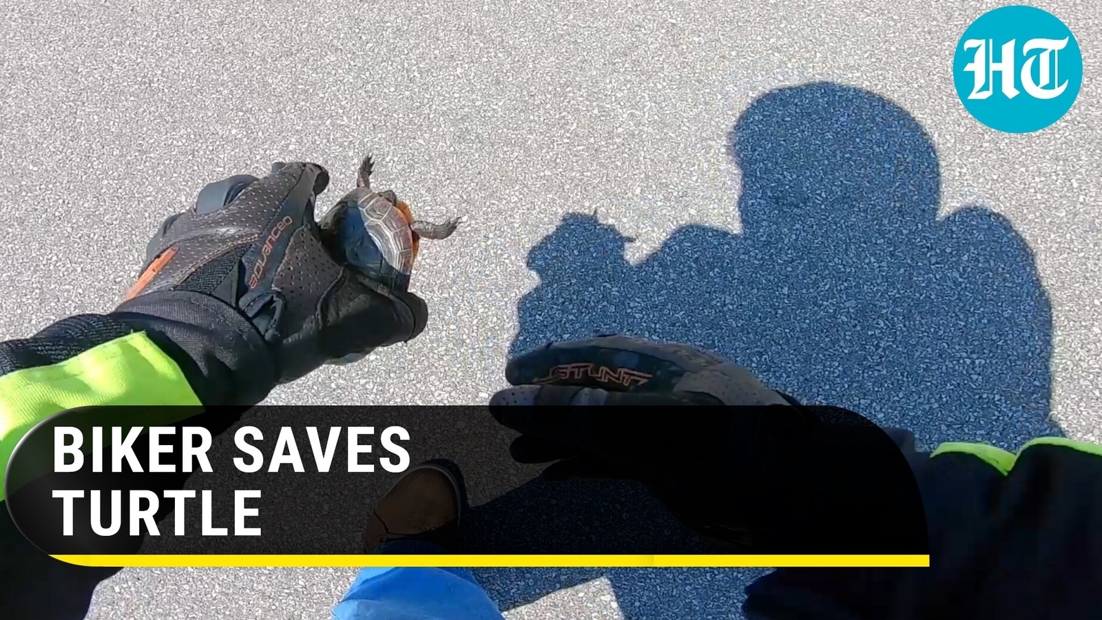 Biker saves turtle lying in the middle of the road | Hindustan Times