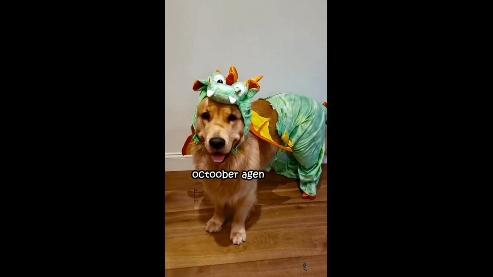 Is this dog happy that spooky season is back? Watch video to know ...