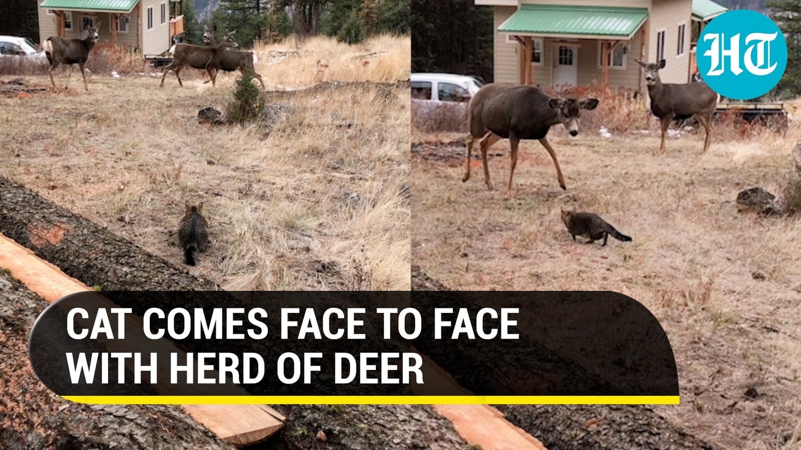 Cat comes face to face with herd of deer, what happens next is ...