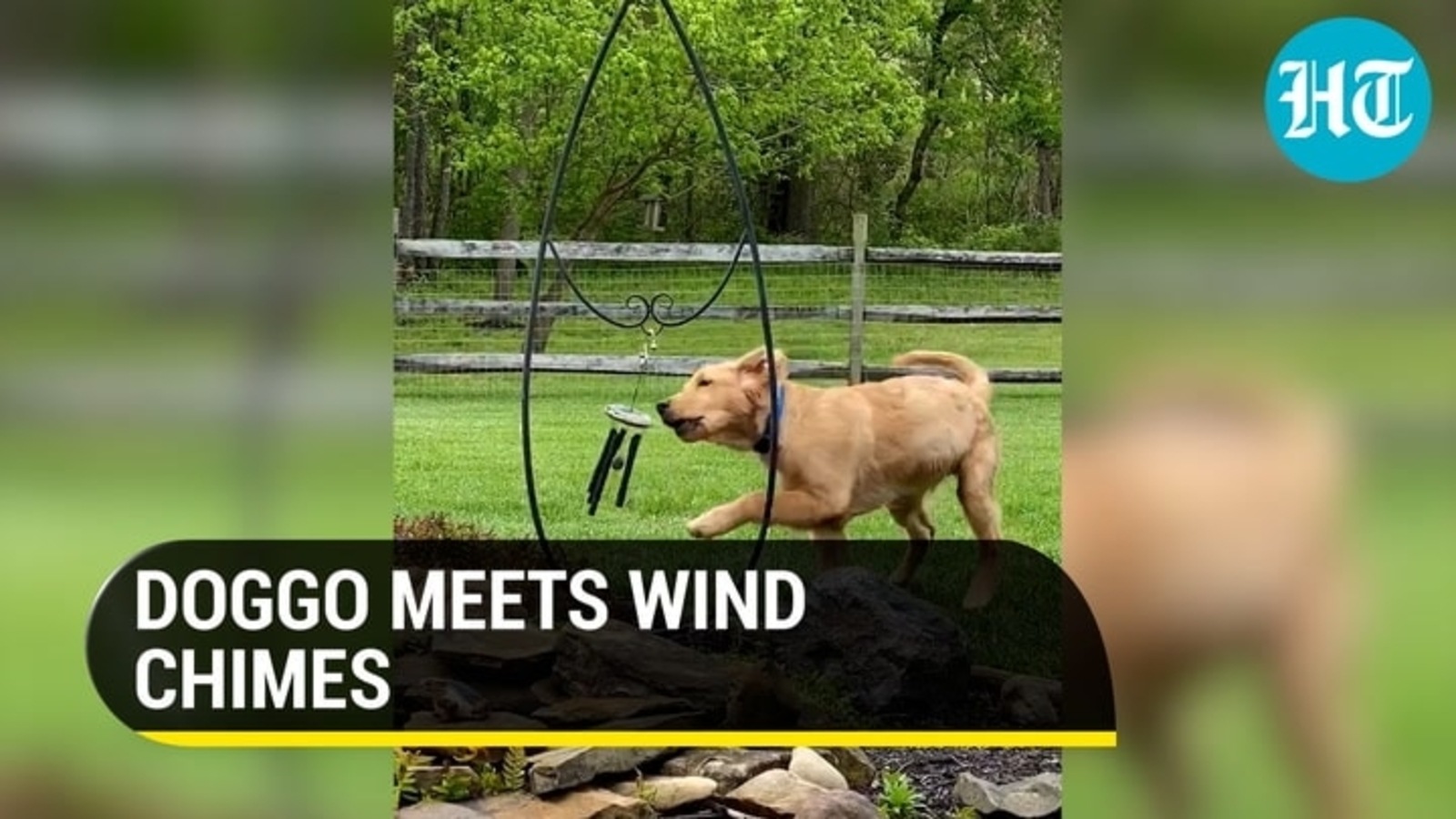 Doggo meets wind chimes, watch video to know what happens next ...