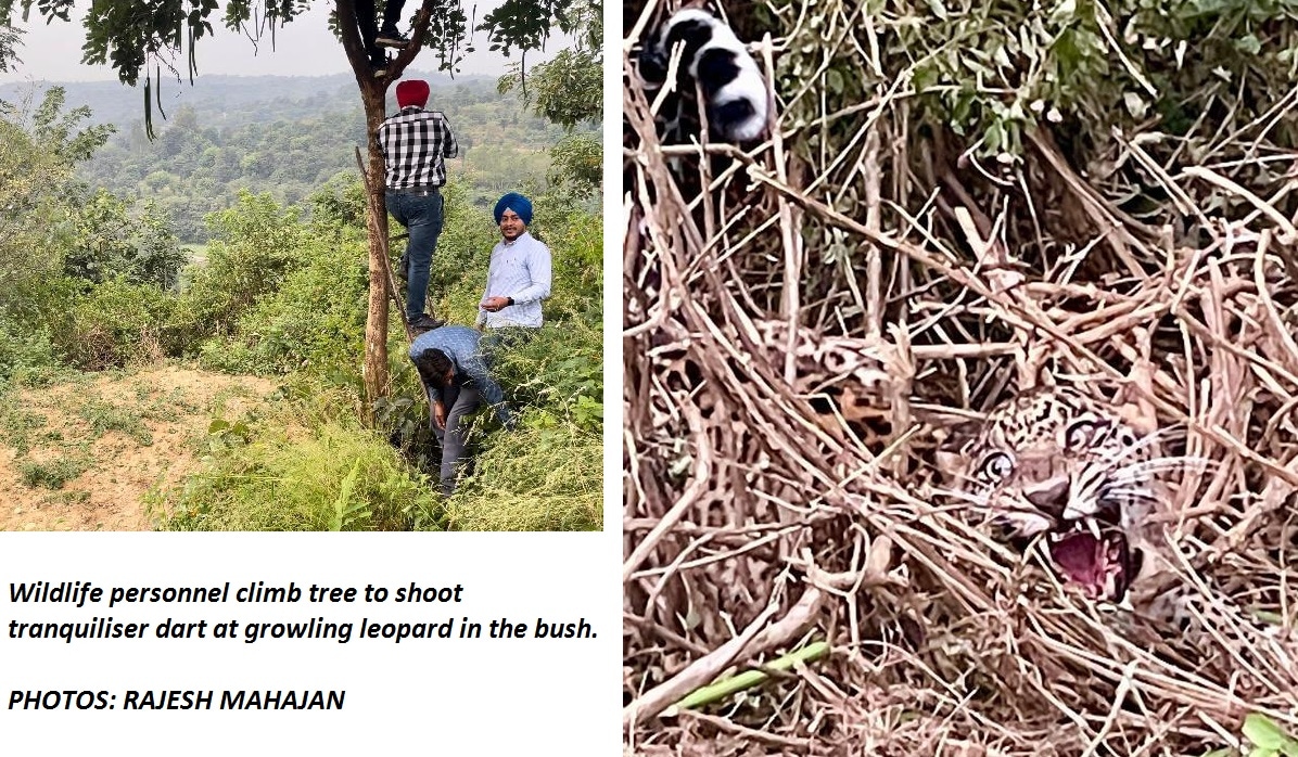 Wildbuzz | A big thank you from Mr Leopard | Hindustan Times