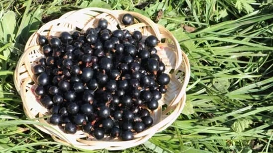 Diwali 2021: Superfoods to consume this Diwali and beyond | Hindustan Times