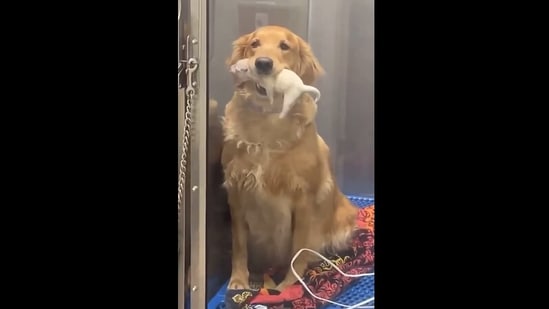 'Look at my baby': mommy doggo holds 'smol' newborn pup in her mouth ...