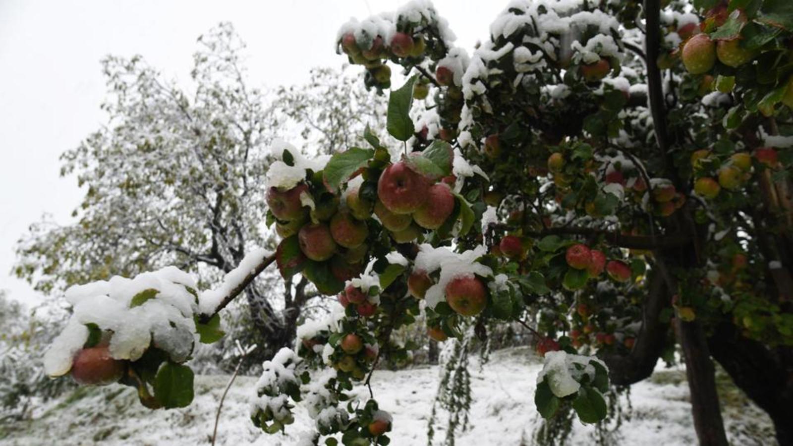 J&K starts distribution of ₹5 cr relief to 12,000 apple orchard owners ...