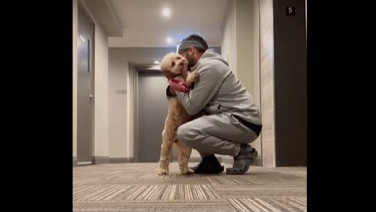 Cockapoo dog gives human a 'thank you' hug every time he goes out ...