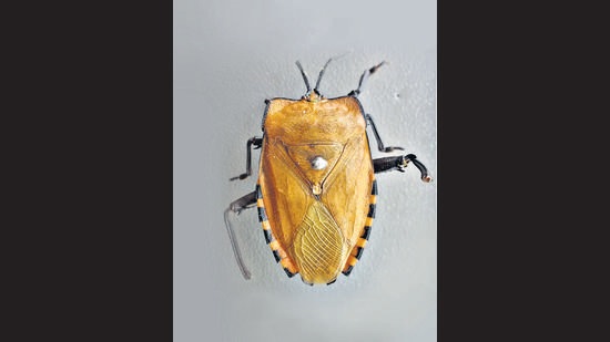 Welcome to the newest Indians: Meet some of the species christened in ...