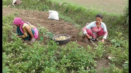 Helping poor farmers grow vegetables in parts of Lucknow | Hindustan Times
