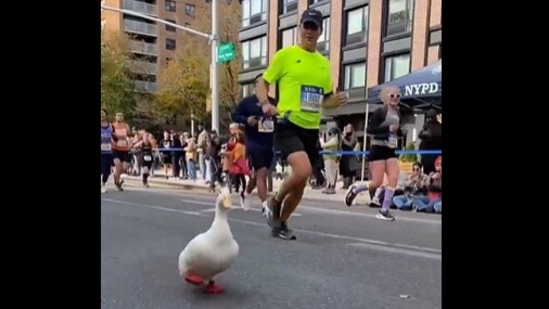 Cute duck participates in the New York City Marathon. Watch viral video ...