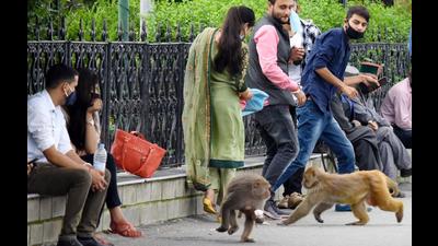 Centre turns down Himachal’s request to declare monkeys vermin again ...