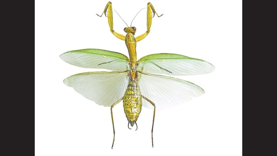 Crawl of the wild: Inside the National Insect Museum in Bengaluru ...