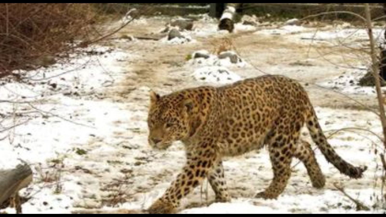 WWI team to visit Shimla to prepare plan to capture man-eater leopard ...