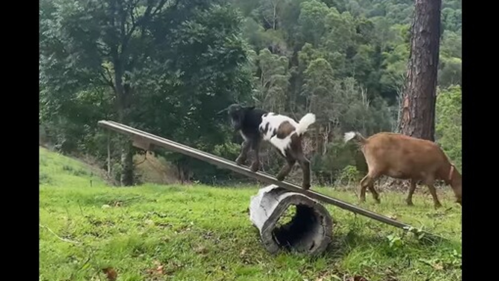 Cute baby goat at a farm learns how to ride wooden seesaw. Watch ...