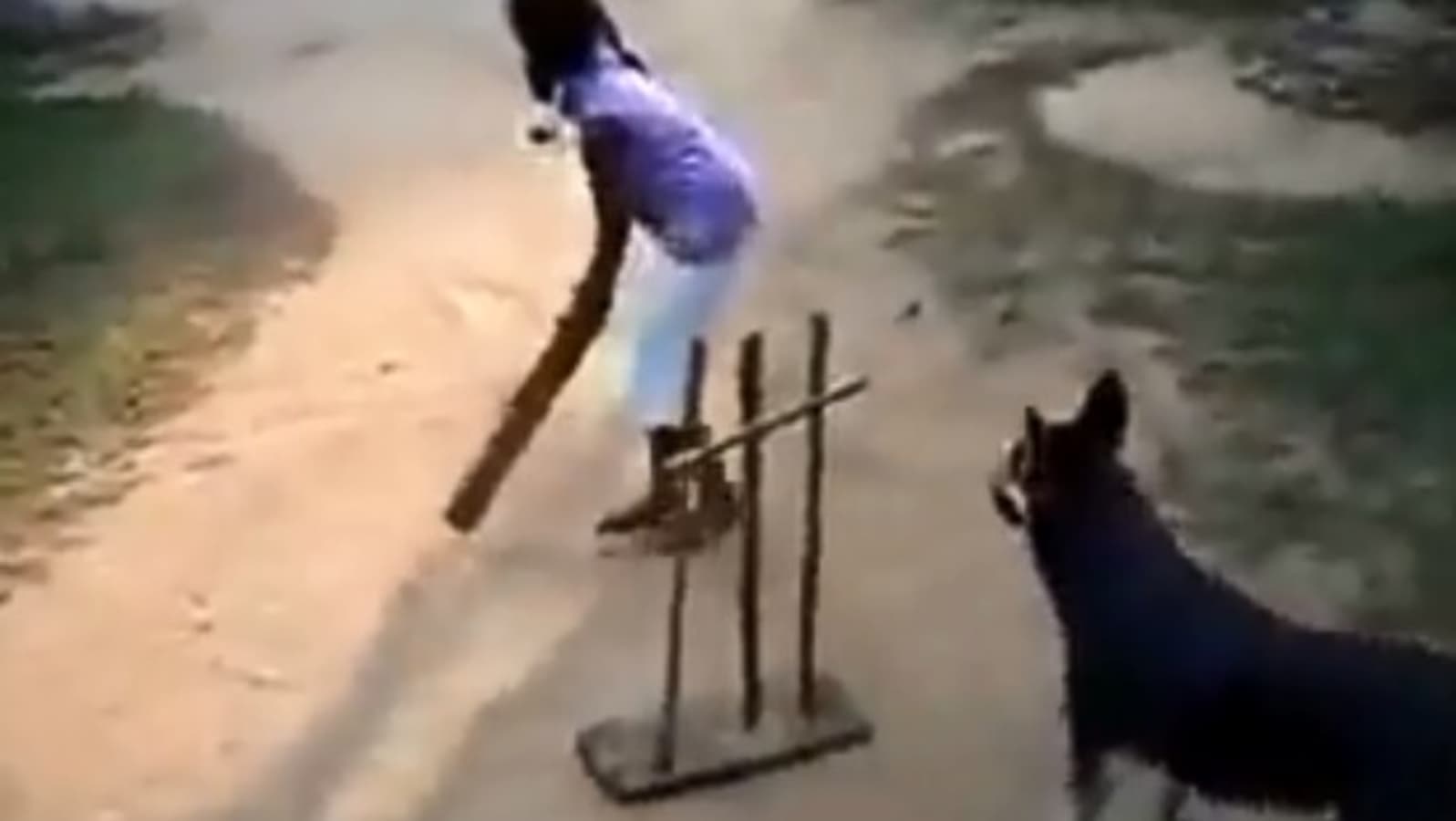 Sachin Tendulkar shares old video of dog playing cricket with children ...