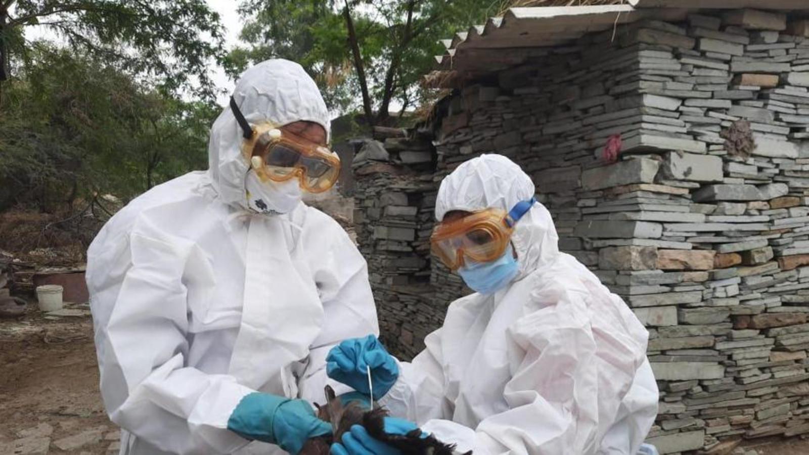 50 bird flu deaths reported from Sambhar lake after Jodhpur and Pali ...