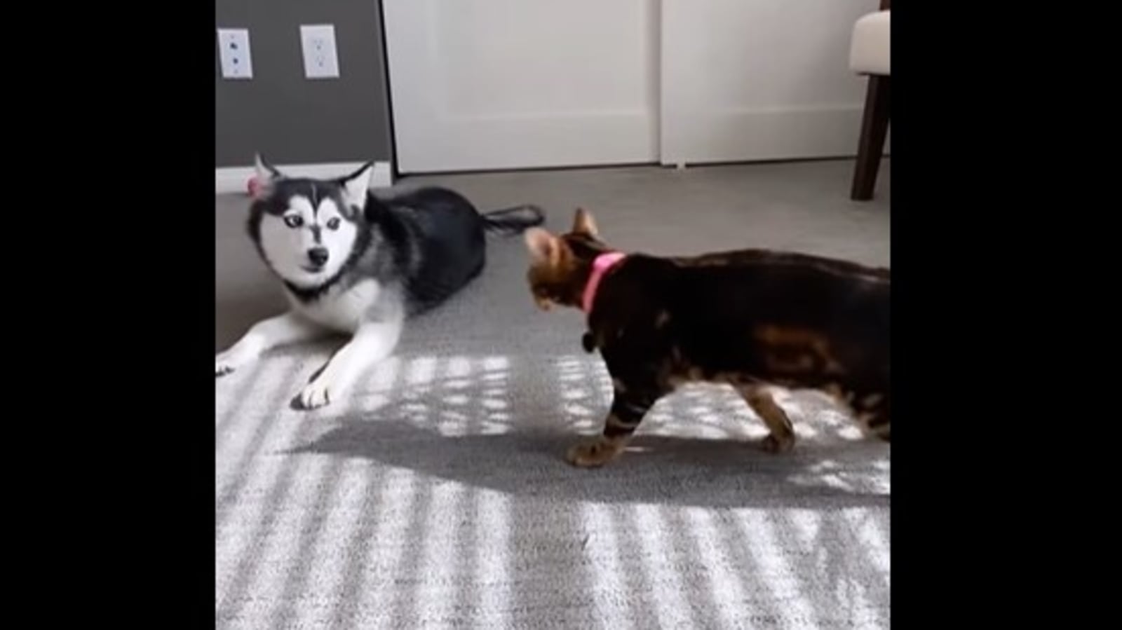 Cat loves wrestling with its dog friend. Watch sweet video | Trending