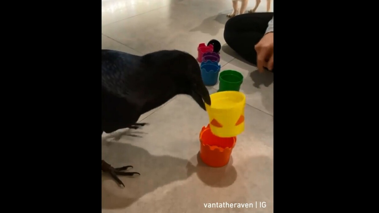 ‘Smart’ raven plays with toy, video goes viral with over five million views | Trending