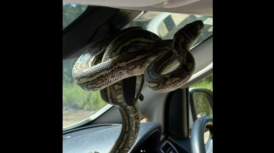 Family keeps car window open during picnic, comes back to find snake on ...