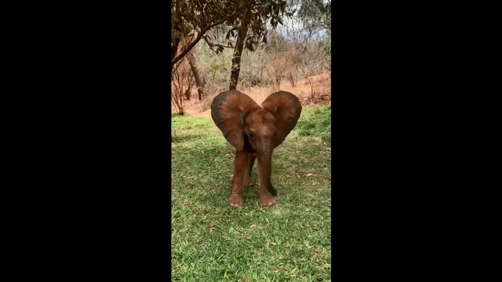 Ever wondered what elephant joy looks like? This calf is here to show ...
