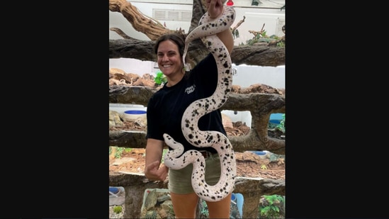 Incredible pics showing different colourations of reticulated pythons ...