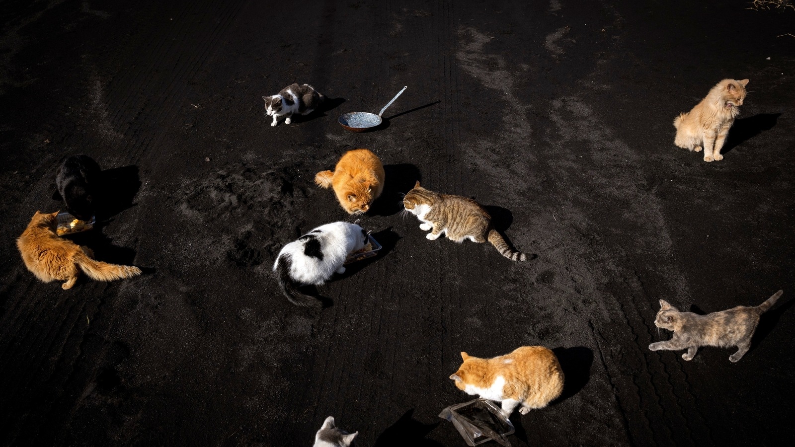 New variant can arise when animals catch Covid from humans: Study ...