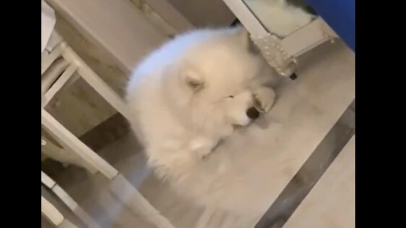 Dog boops its own snoot with no one around to do it. Watch funnily cute ...