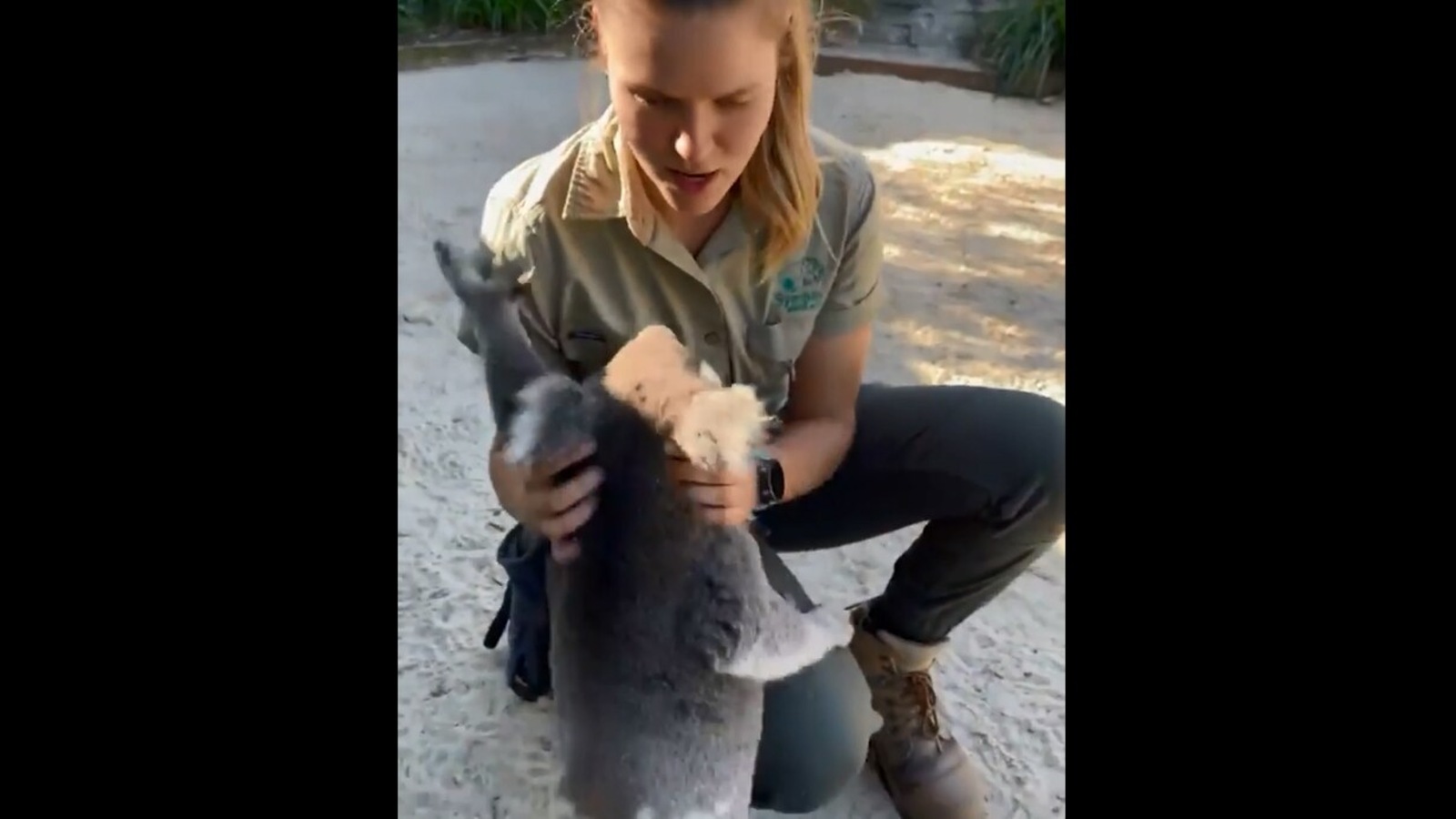 Koala approaches zookeeper to give her a tight hug. Watch cute video ...