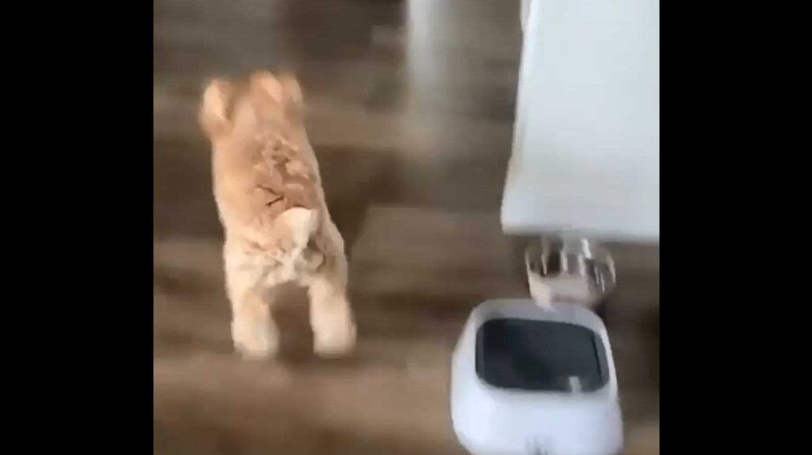 Dog’s reaction to meeting human after three days is beyond adorable ...