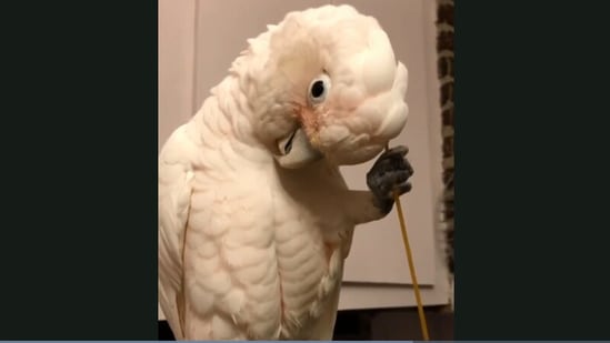 Bird uses uncooked spaghetti to scratch its head. Watch oddly ...