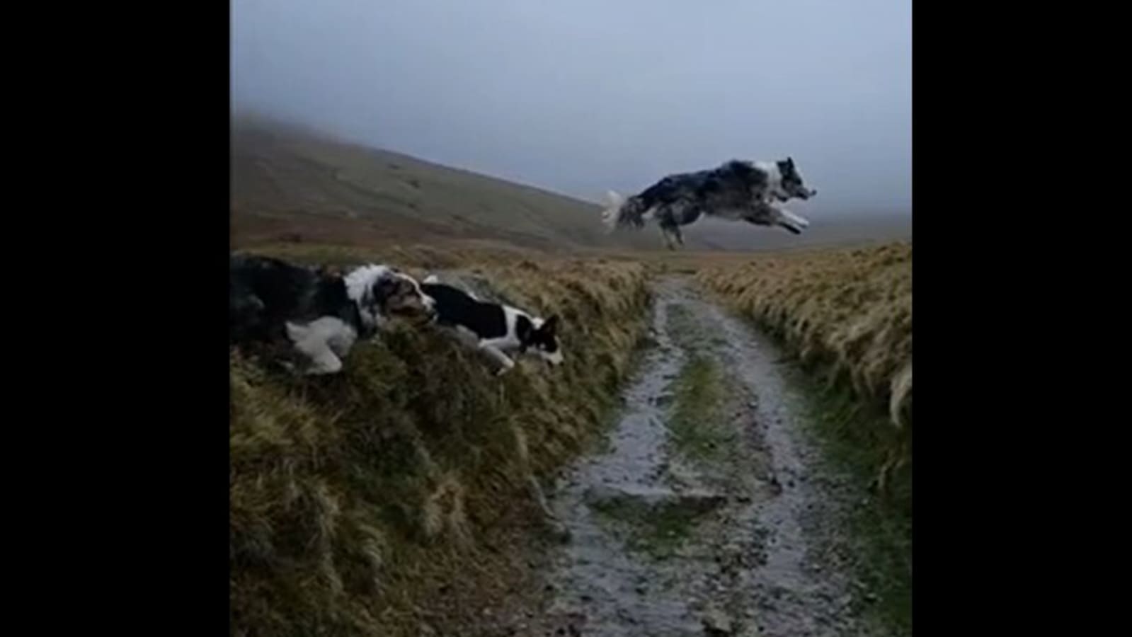 Three doggos jump over ditch, they each overcome it differently. Watch ...
