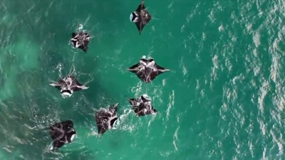 Drone captures manta rays ‘dancing’ in water. Watch amazing video ...