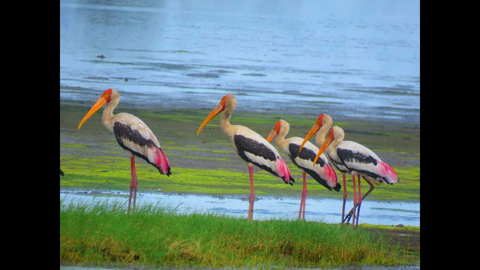 Panje wetlands in Uran returns to life with resumption of tidal water ...