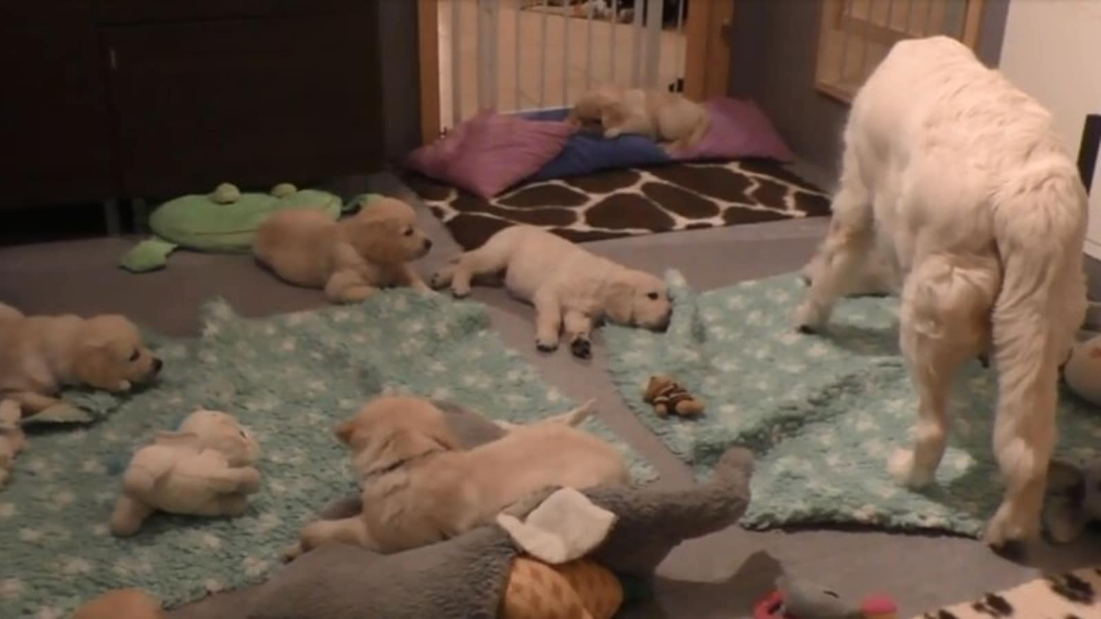 Mama dog teaches a lesson in patience to her puppies. Watch | Trending