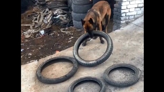 Smart dog finds a way to carry four tyres at once while helping human ...