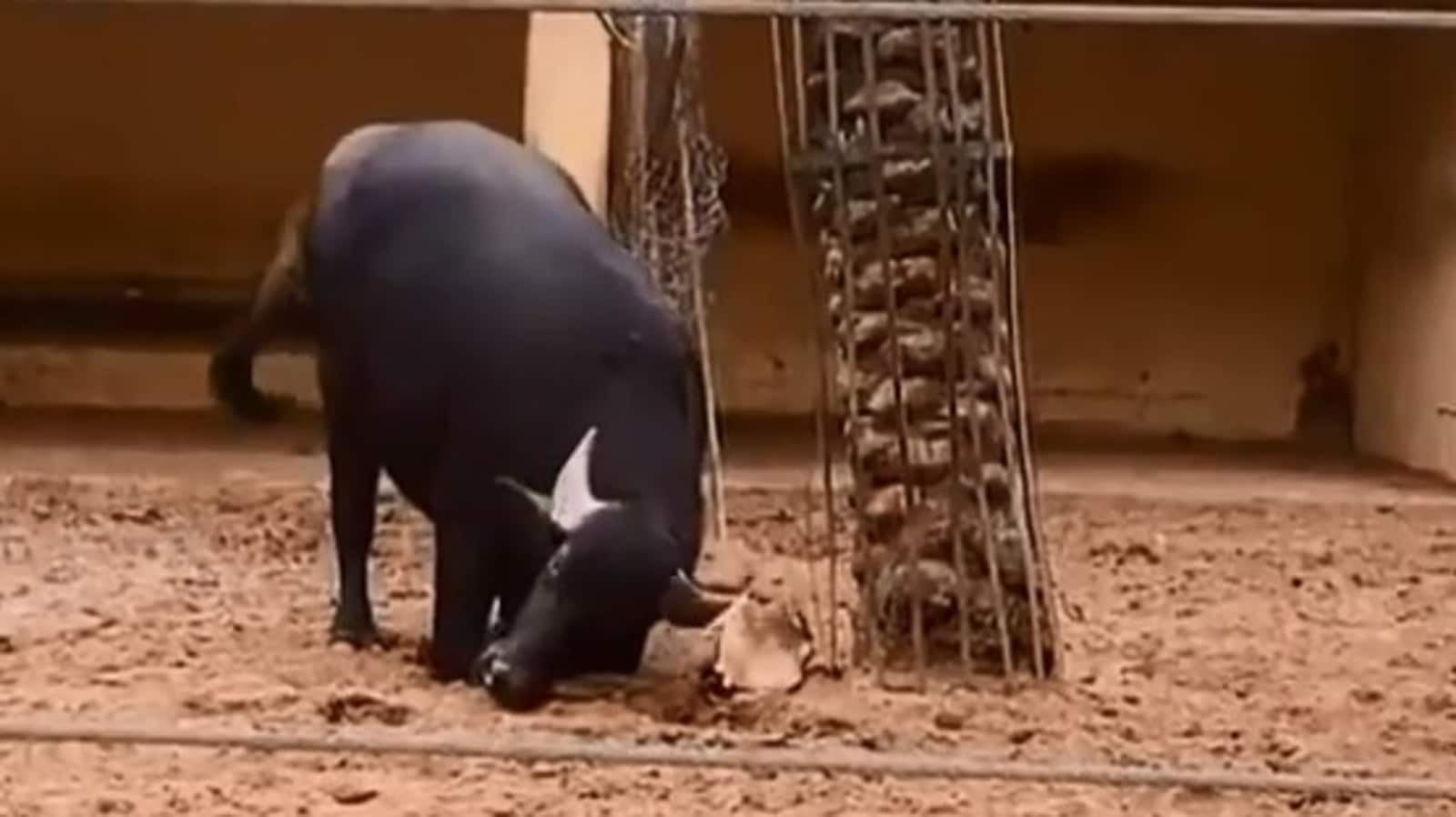 Buffalo uses its horn to flip an upside down tortoise. Watch viral ...