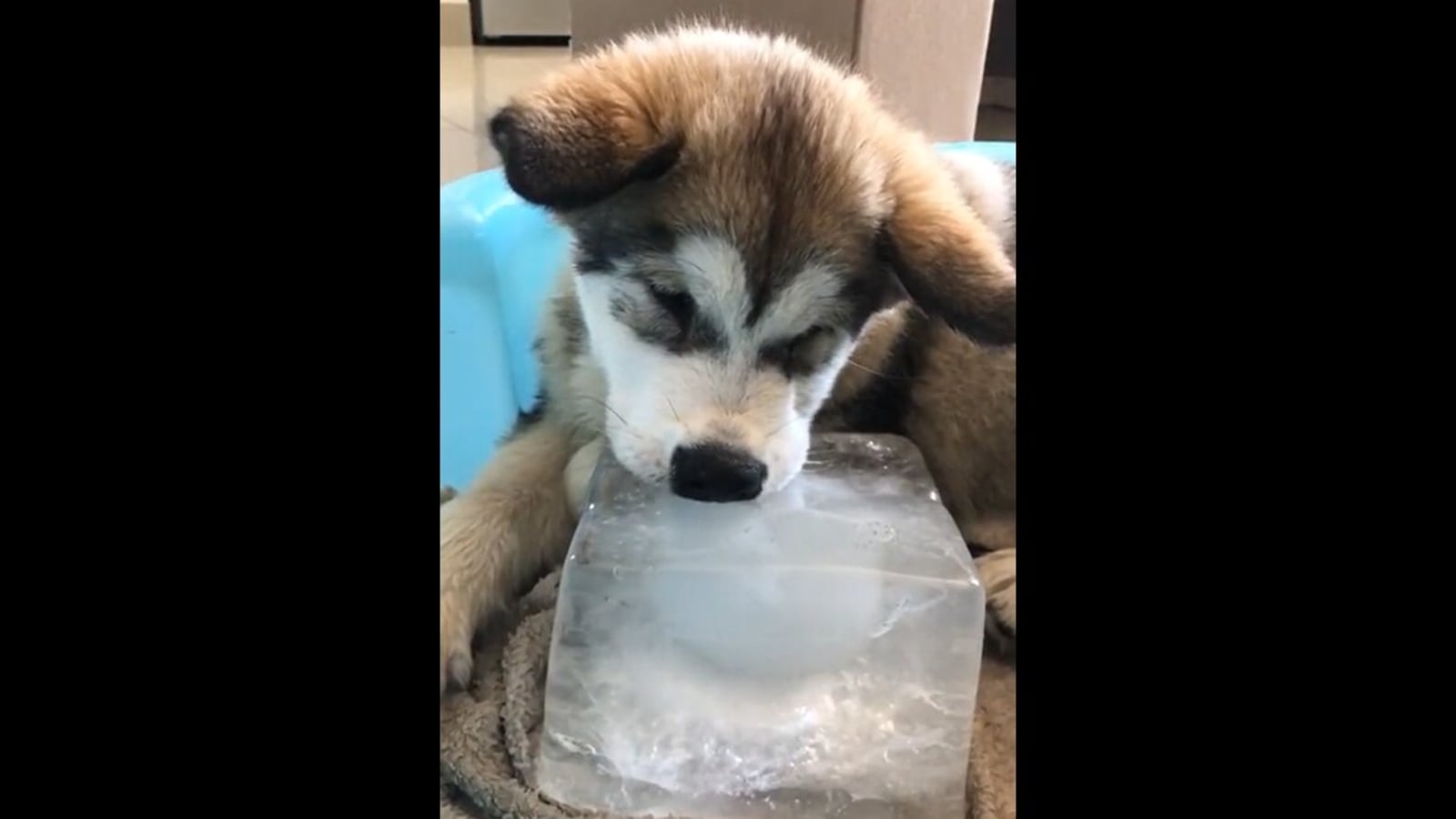 Puppy’s new favourite toy is just a block of ice. Watch hilarious video ...