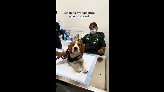 Adorable dog teaches vet how to do its signature pose in this video ...
