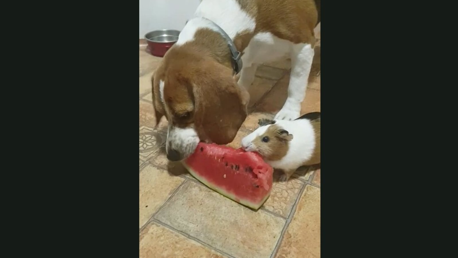 Adorable doggo and guinea pig share a slice of watermelon. Watch cute ...
