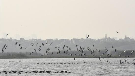 Over 15,000 birds flock to Okhla bird sanctuary, more to arrive if ...