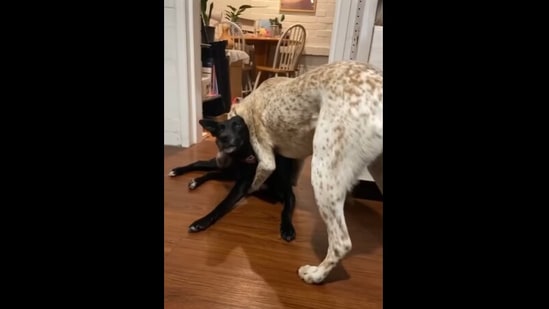 Doggo gives a quick hug to his doggo friend every night before bedtime ...