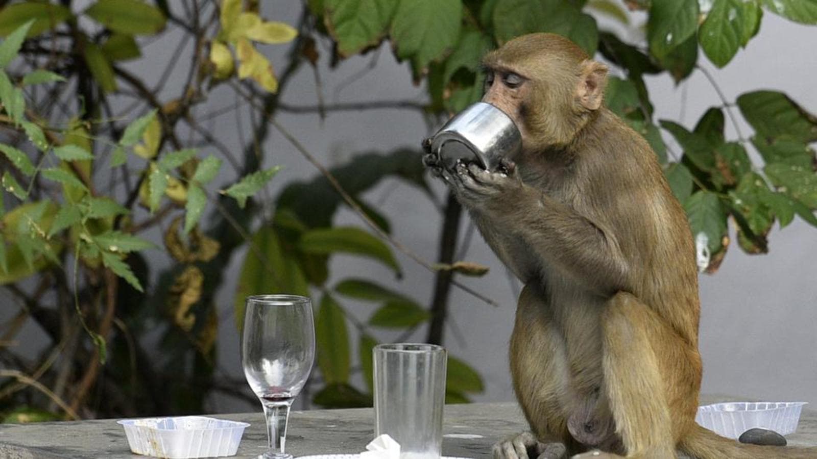 No monkey business: Delhi Cantonment asks people to refrain from ...