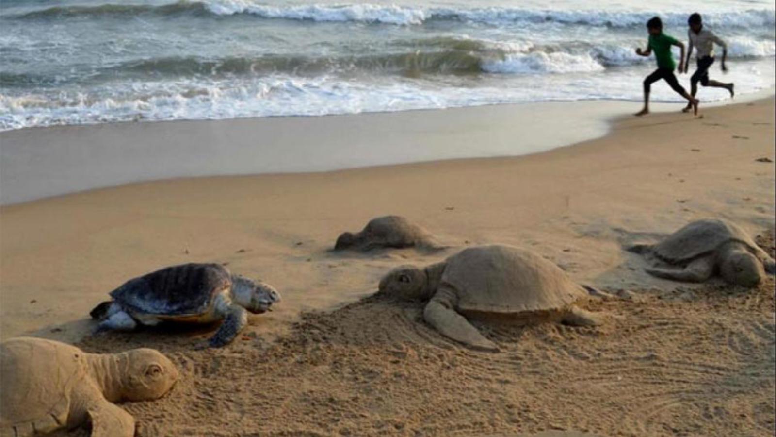 Mangrove Foundation deploys app to streamline data collection on Olive ...