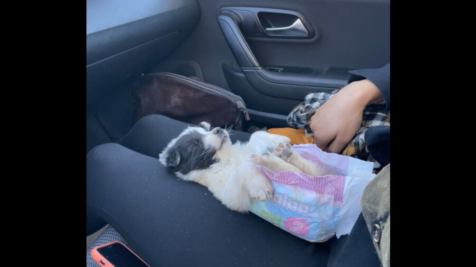 Stray puppy gets adopted by humans who found him while travelling ...