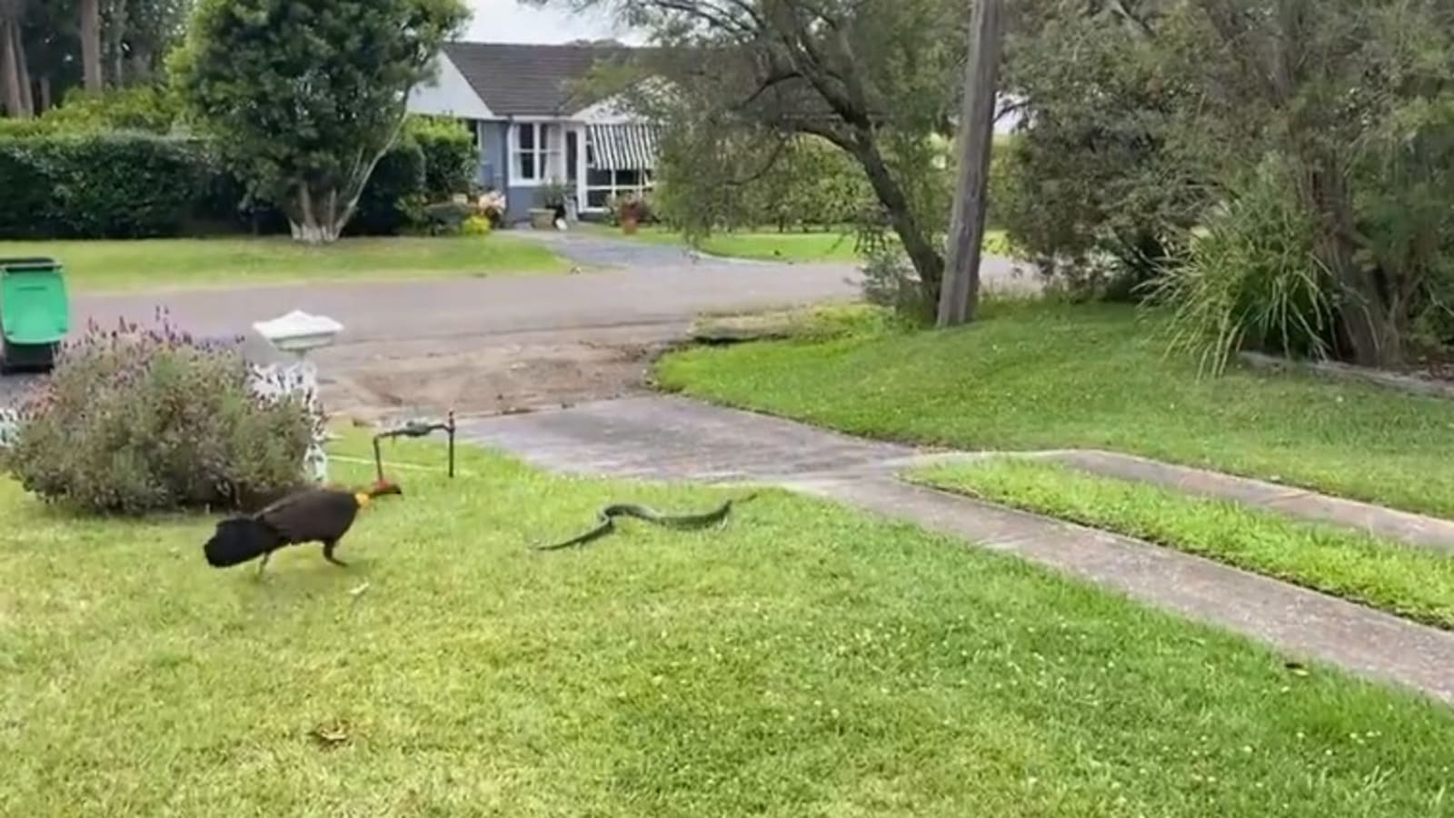 Turkey pulls snake’s tail, scares it away. Watch interesting video ...